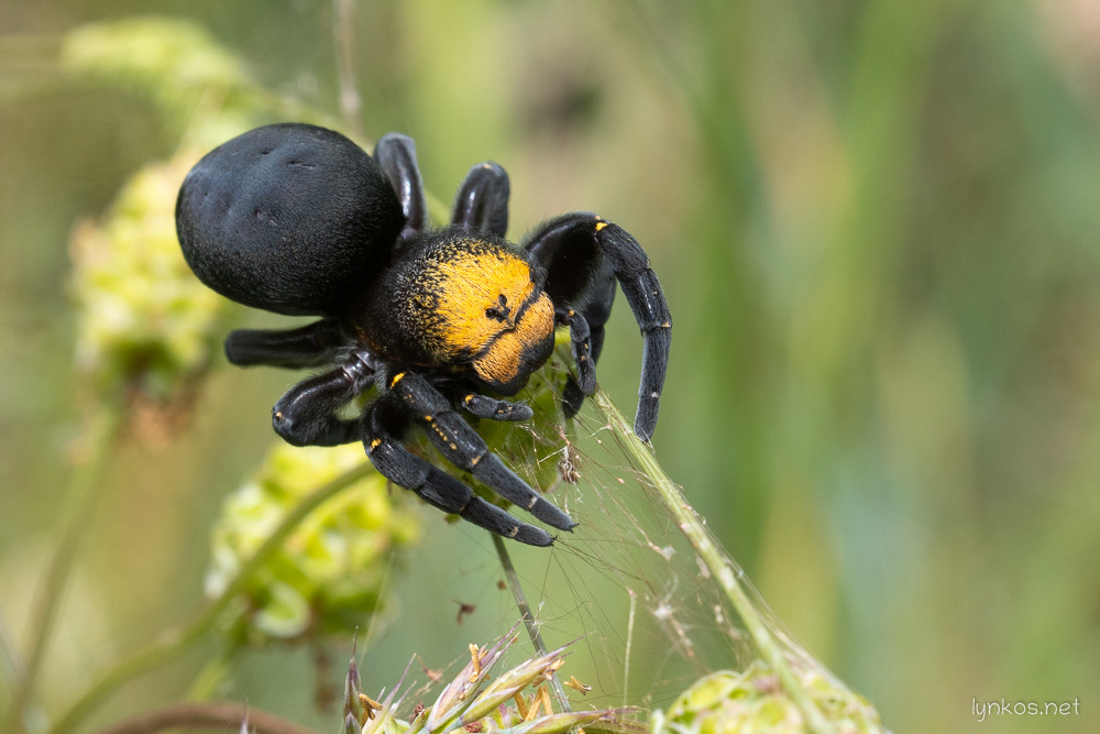Eresus moravicus from Provincia dell'Aquila, Italia on June 16, 2021 at ...