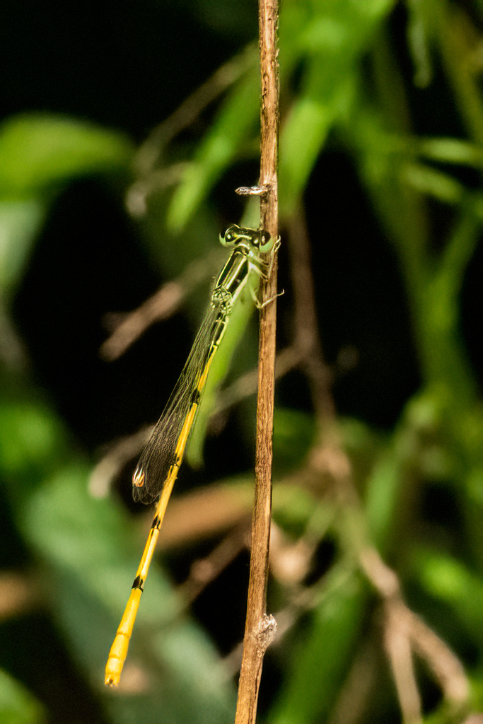 Citrine Forktail in June 2021 by Larry Basden · iNaturalist