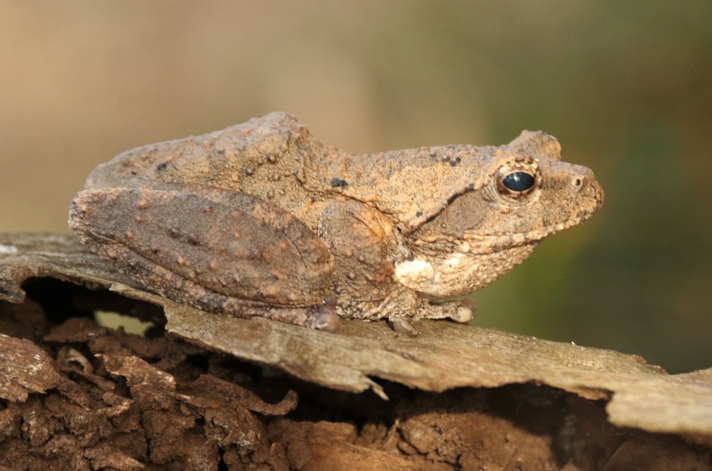 Grey Foam-nest Tree Frog from (South) Uthungulu DC, South Africa on June 15, 2021 at 02:58 PM by ...