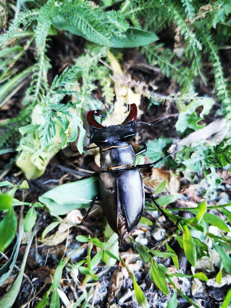 European Stag Beetle from 42242, Gačice, Croatia on June 16, 2021 at 07 ...