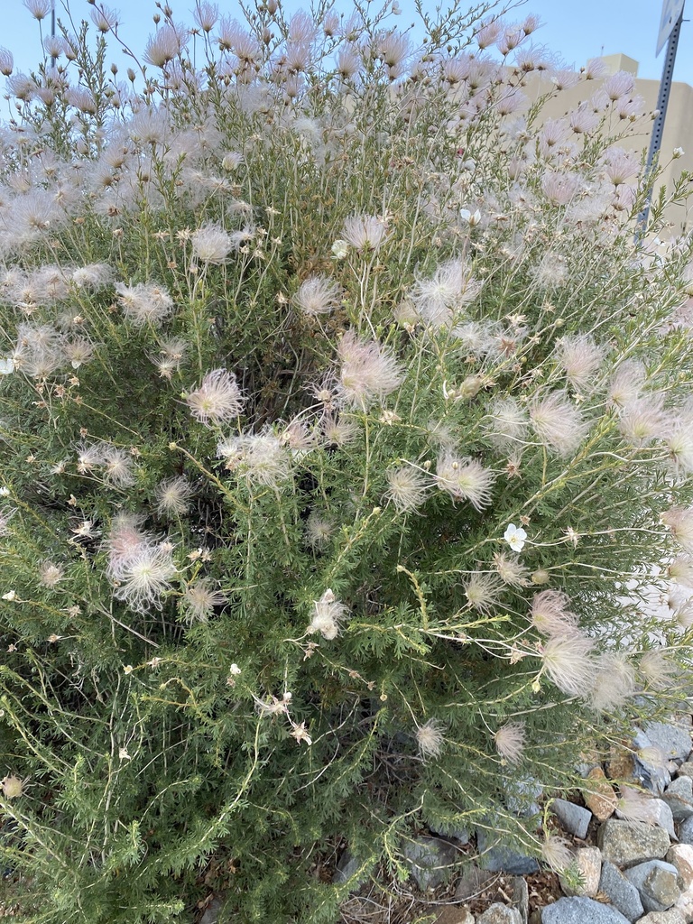 Apache plume from Camino de los Arroyos, Santa Fe, NM, US on June 16 ...