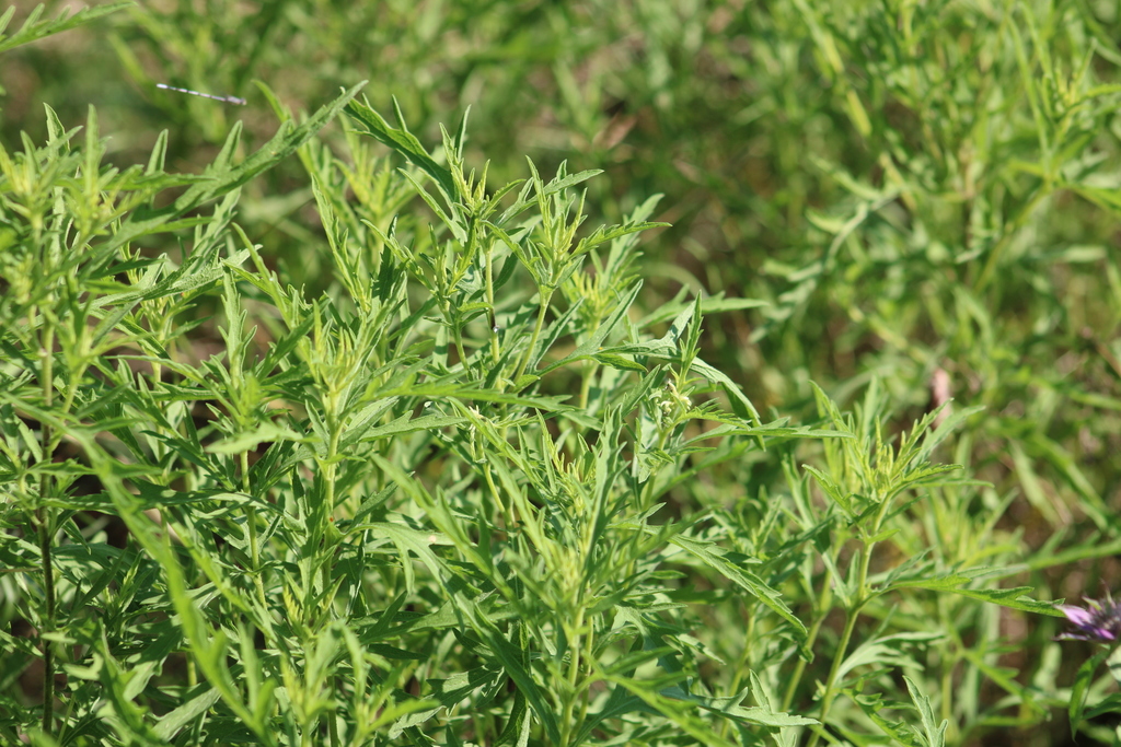 western ragweed from Williamson County, TX, USA on June 16, 2021 at 10: ...