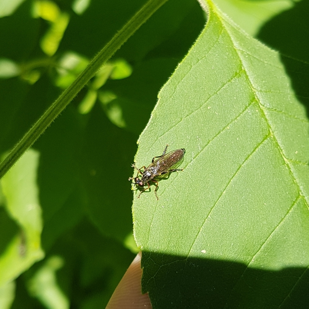 Stripe-legged Robber Fly from Rice Lake Conservation Area on June 16 ...