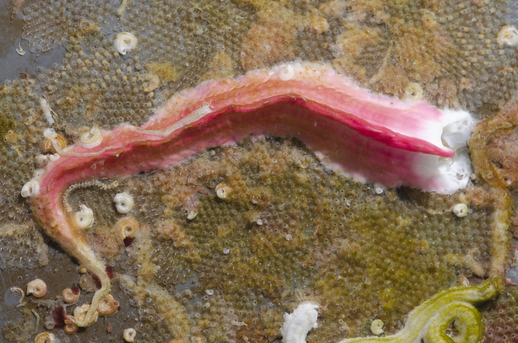 Serpulid Tubeworms from Bluff Island on January 15, 2019 by smithsonian ...