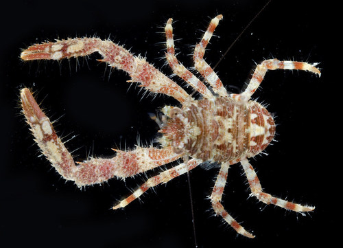 Galathea senta · iNaturalist