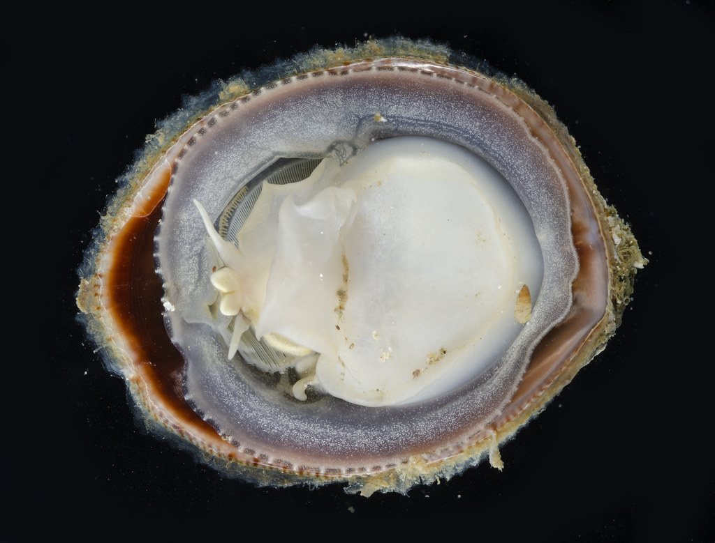 Onyx Slippersnail from Tolo Harbour on January 18, 2019 by smithsonian ...