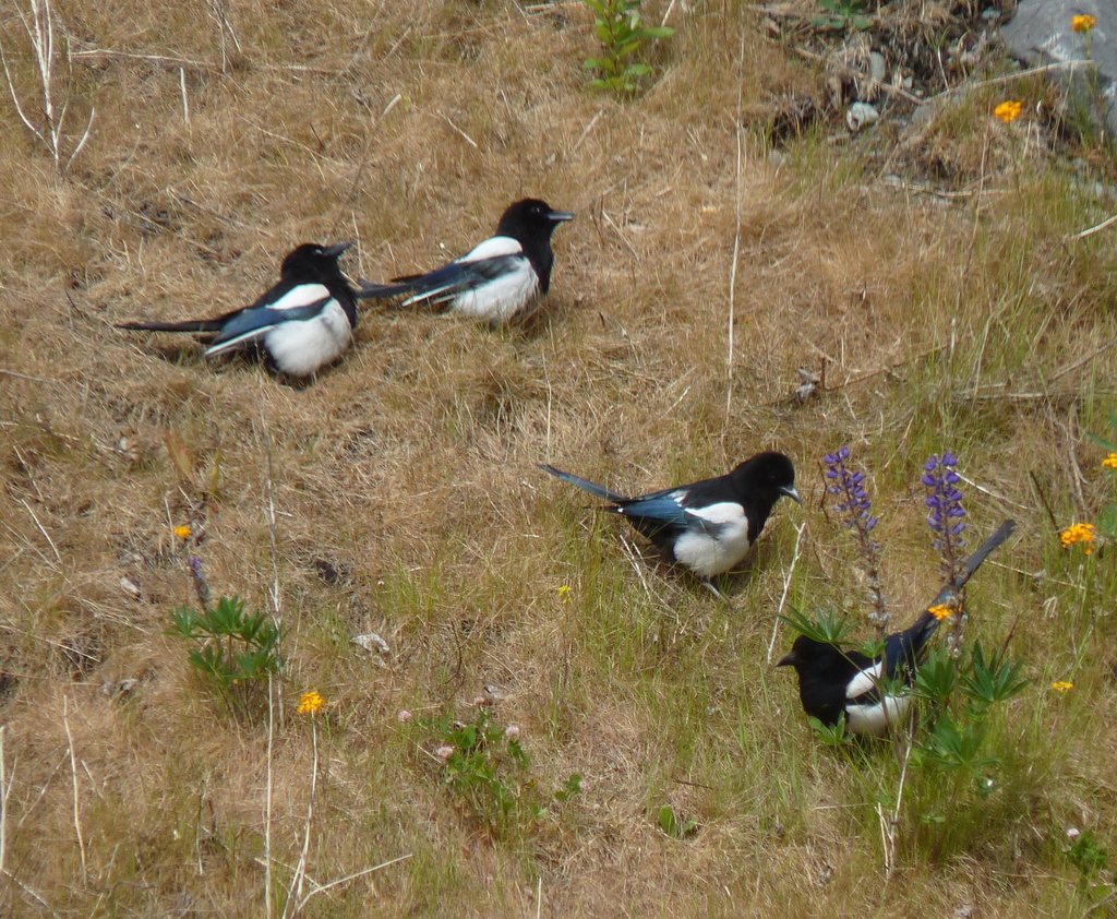 Black-billed Magpie from South Addition, Anchorage, AK, USA on June 17 ...