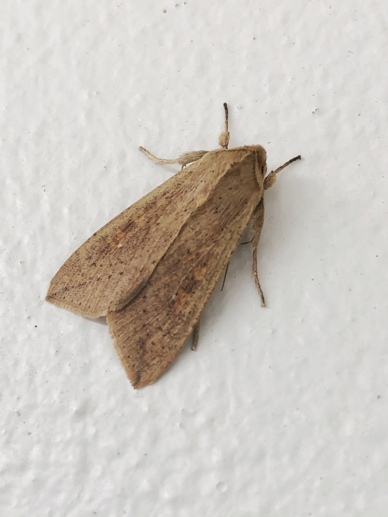 Northern armyworm from Gerald Street, Lincoln, Canterbury, NZ on June ...