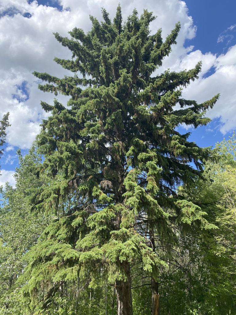 white spruce from Queen Elizabeth Park, Edmonton, AB, CA on June 16 ...