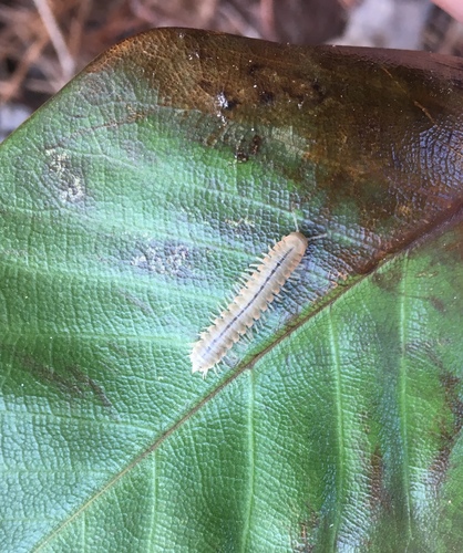 Duke Forest Twisted-Claw Millipede (Nannaria conservata) · iNaturalist