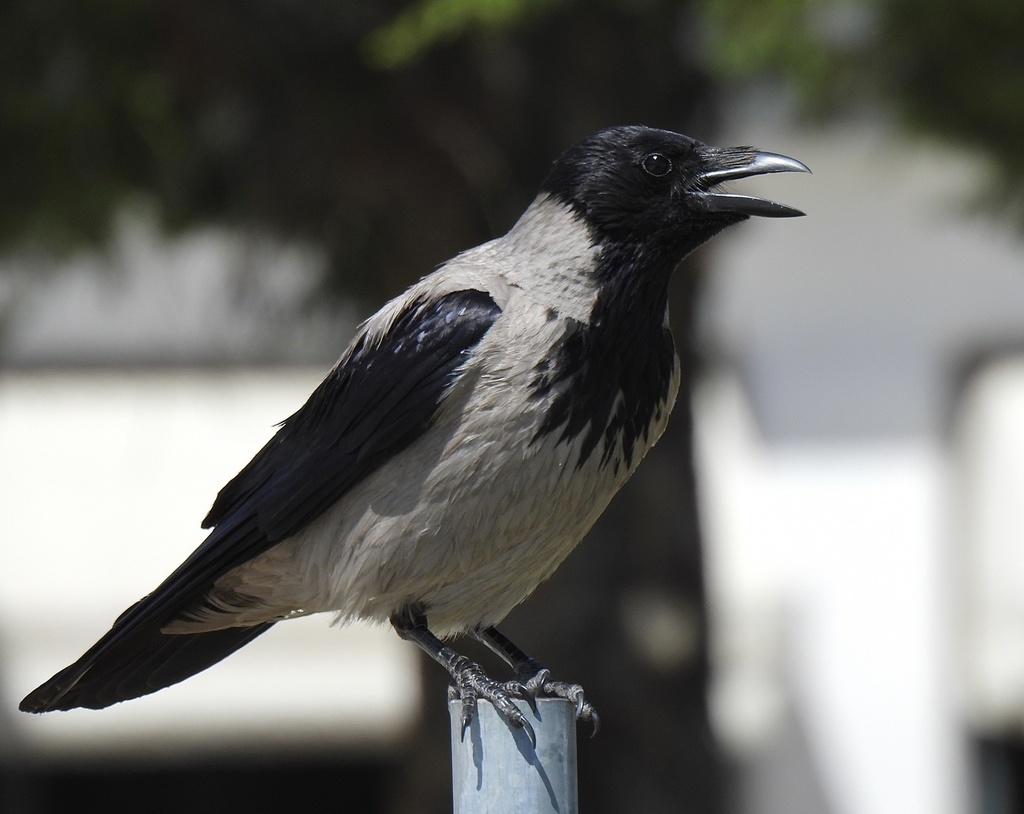 Eastern Hooded Crow (Corvus cornix sharpii) - Avian Discovery