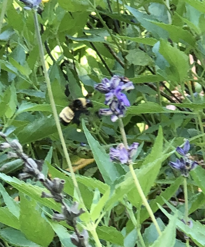 American Bumble Bee from County Road 225, Cameron, TX, US on June 16 ...