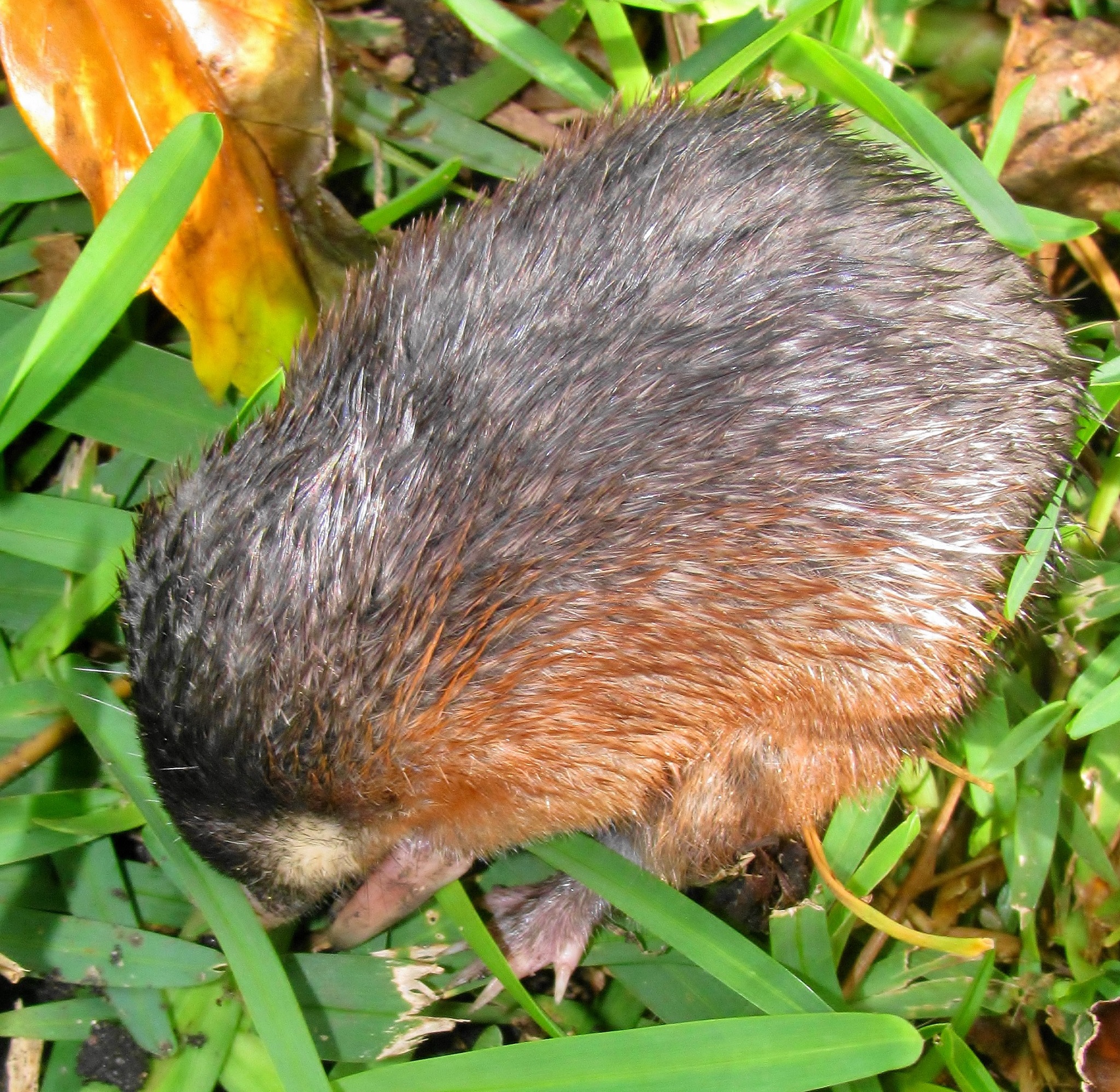 Amblysomus hottentotus (A.Smith, 1829)