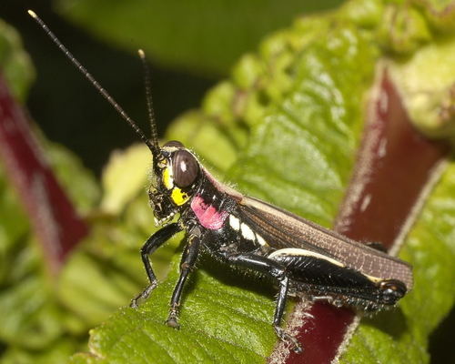 (Proctolabus diferens)