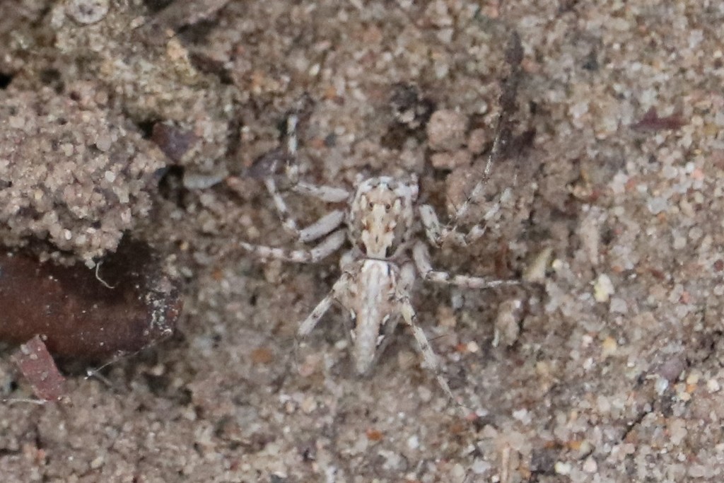 Oxyopes apollo (Emerald Coast Spiders) · iNaturalist