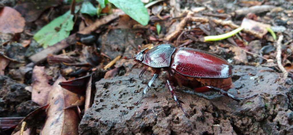 Enema from Catemaco, Ver., México on June 13, 2021 at 07:15 AM by ...