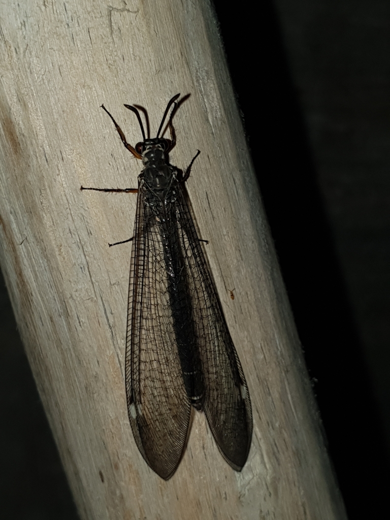 Myrmeleon formicarius from Дегисты on June 17, 2021 at 01:20 AM by Дауд ...