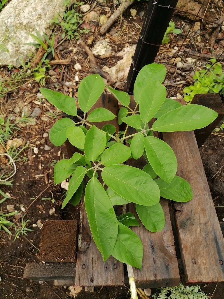 Vitex gaumeri in June 2021 by walocruz · iNaturalist