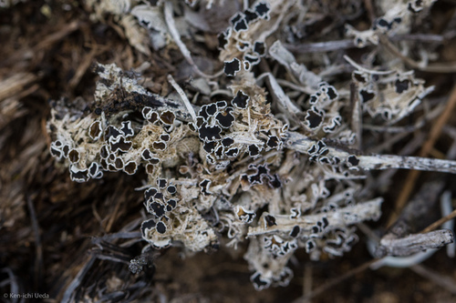 Subspecies Lecanora epibryon broccha · iNaturalist