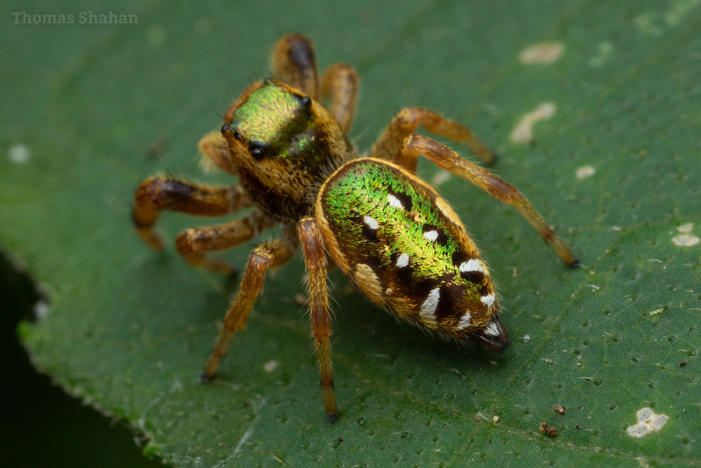 Golden Jumping Spider in June 2021 by Thomas Shahan · iNaturalist