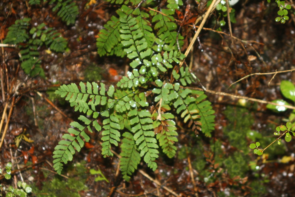 Cunningham's maidenhair (Adiantum cunninghamii) - Botanical Realm