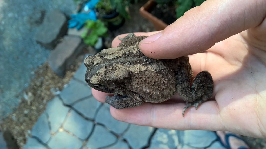 True Toads from Robertson County, TN, USA on June 16, 2021 at 03:54 PM ...