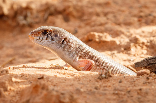 Centralian Floodplains Desert Skink (Liopholis slateri) · iNaturalist