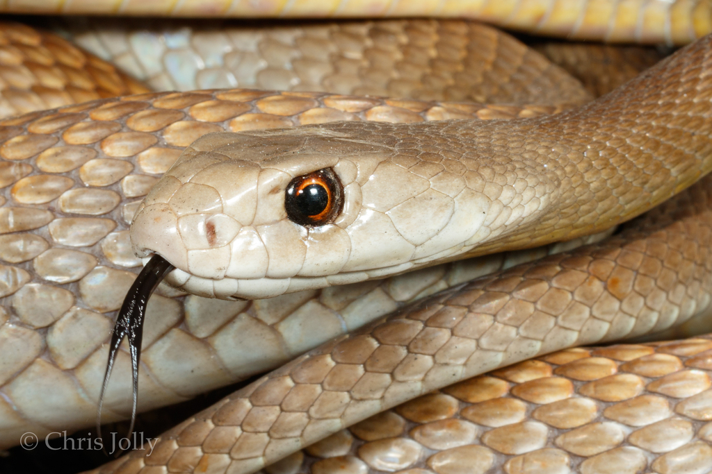 Taipans (Oxyuranus) - Snakes and Lizards