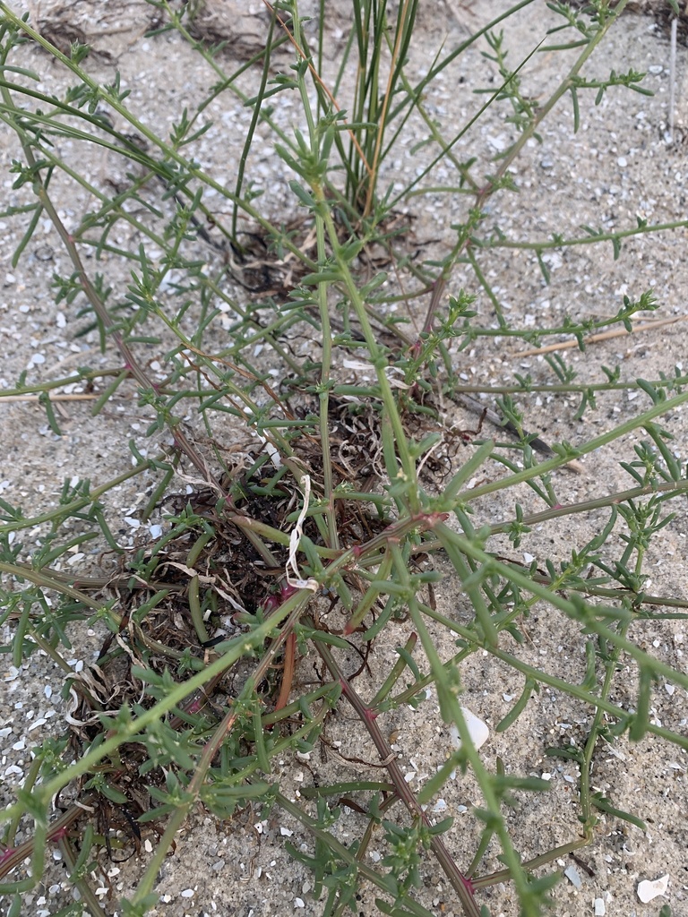 saltwort from North Atlantic Ocean, NC, US on June 16, 2021 at 08:05 PM ...