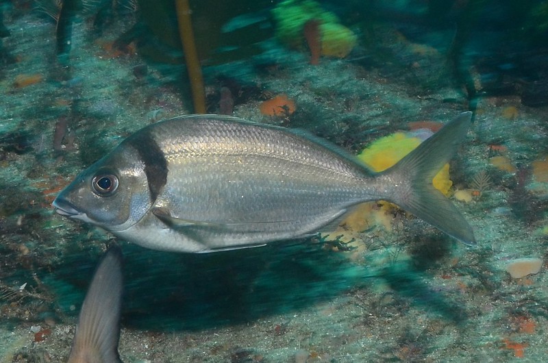 Tarakihi (Nemadactylus macropterus) - Marine Life Identification