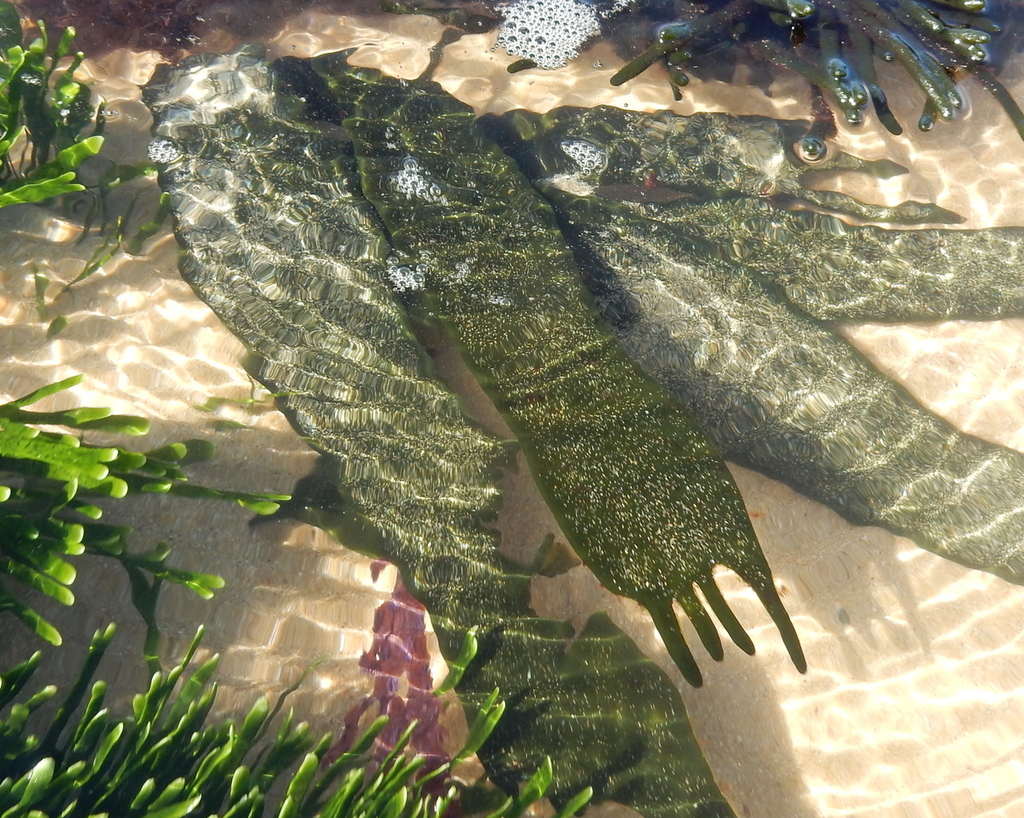 Codiums (Codium) - Botanical Realm