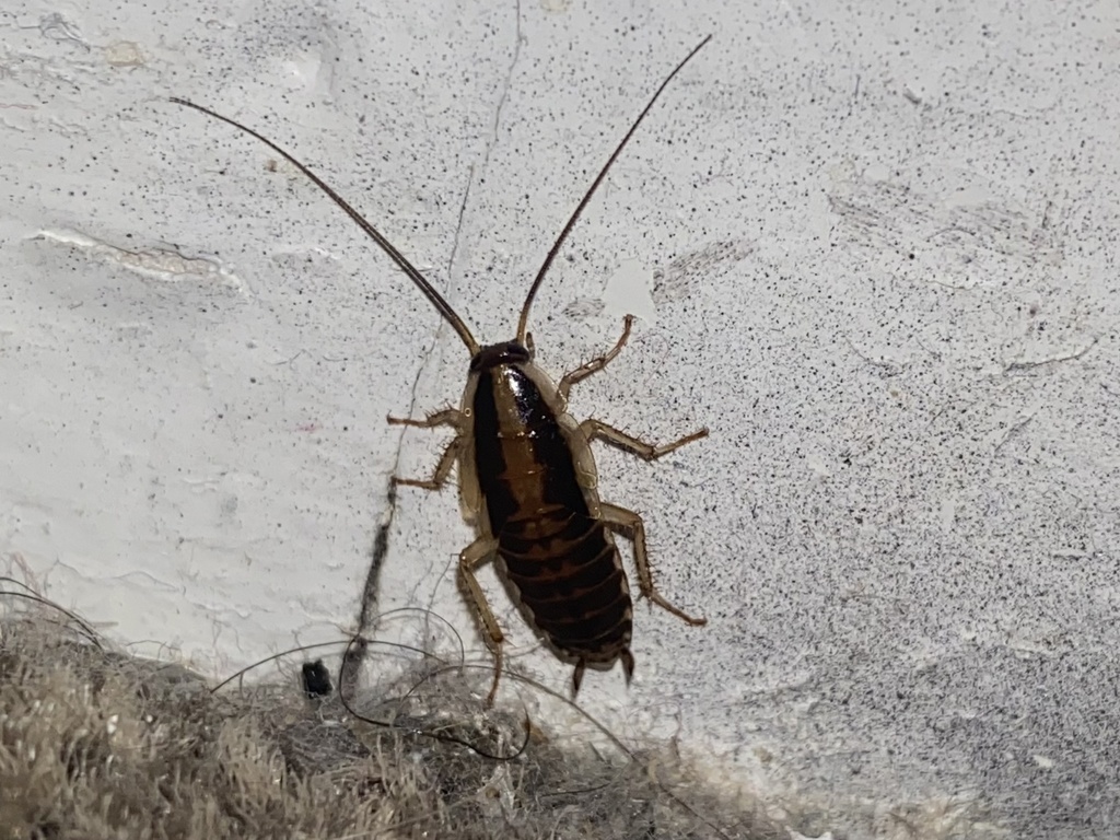 German Cockroach from W Peachtree St NW, Atlanta, GA, US on June 16 ...