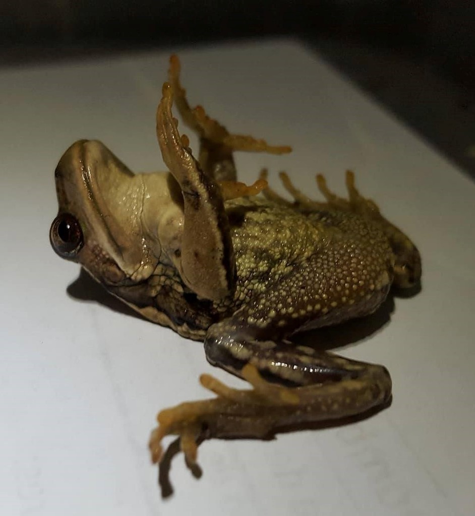 Andean Marsupial Frog in November 2017 by mariaruiz · iNaturalist