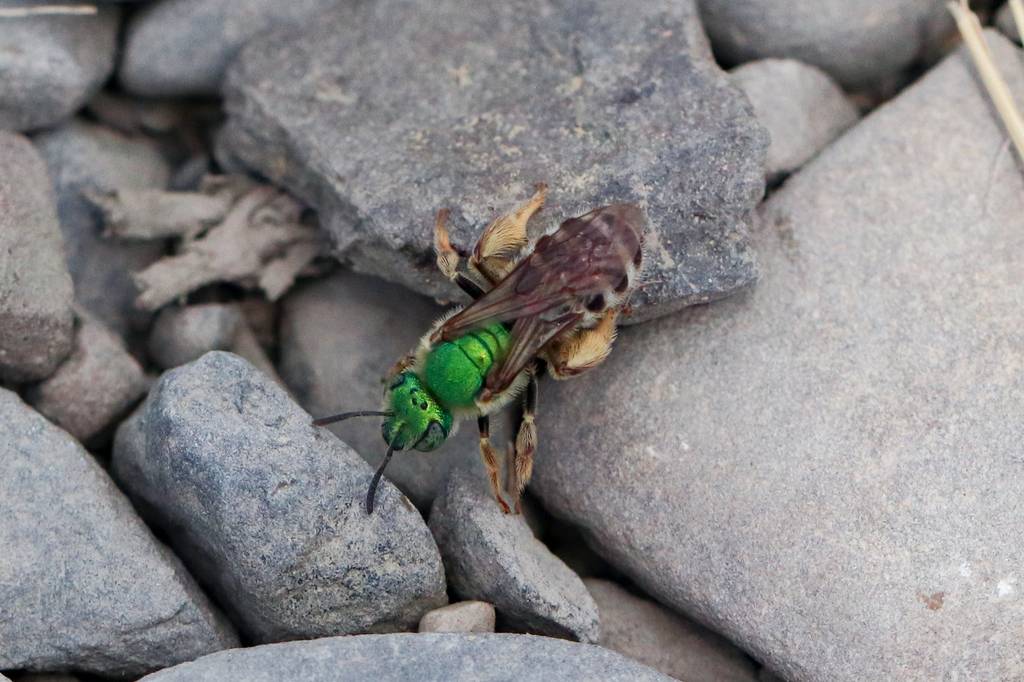 Bicolored Striped Sweat Bee from Bluegrass Lane Natural Area (Tompkins ...