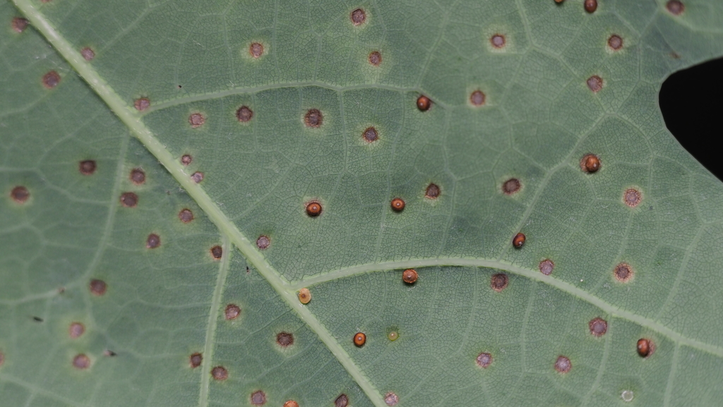 Neuroterus tantulus from Midland, MI, USA on June 16, 2021 at 07:31 PM ...
