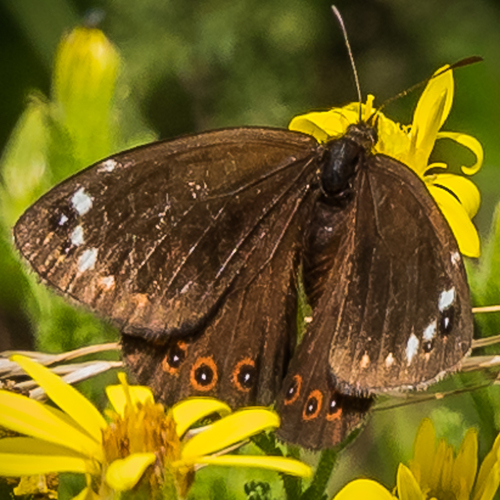 Bowker's widow (Dingana bowkeri) · iNaturalist