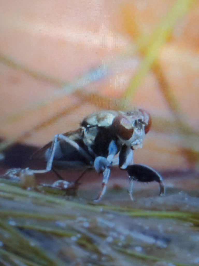 Ochthera from Historic Canoa Ranch on June 15, 2021 by athling. No idea ...