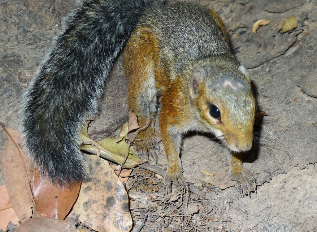 Fire-footed Rope Squirrel (Funisciurus pyrropus) - Know Your Mammals