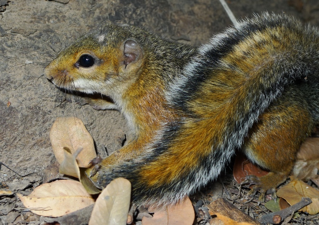 Fire-footed Rope Squirrel from Piama on February 8, 2009 by Jakob Fahr ...