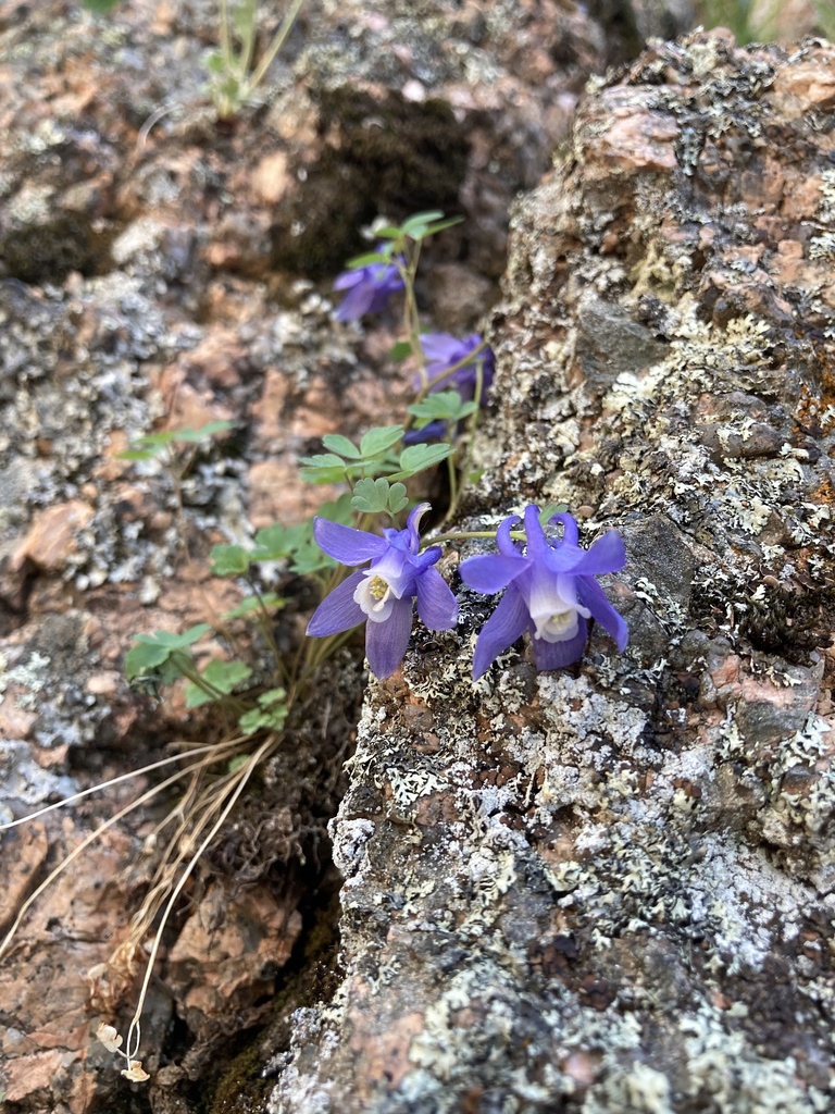 Rocky Mountain Blue Columbine from Pike and San Isabel National Forests ...