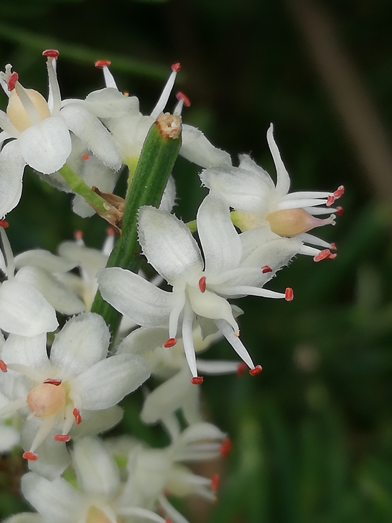 Asparagus (Foraging - Edible Plants/Mushrooms) · iNaturalist