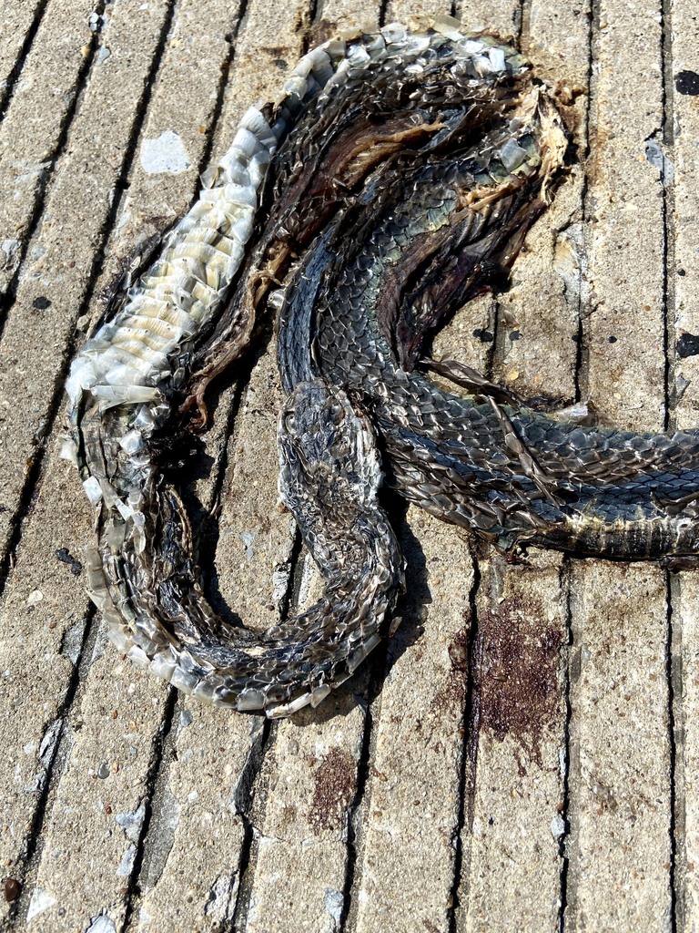 Colubrid Snakes from Fannin County, TX, USA on June 15, 2021 at 10:40 ...