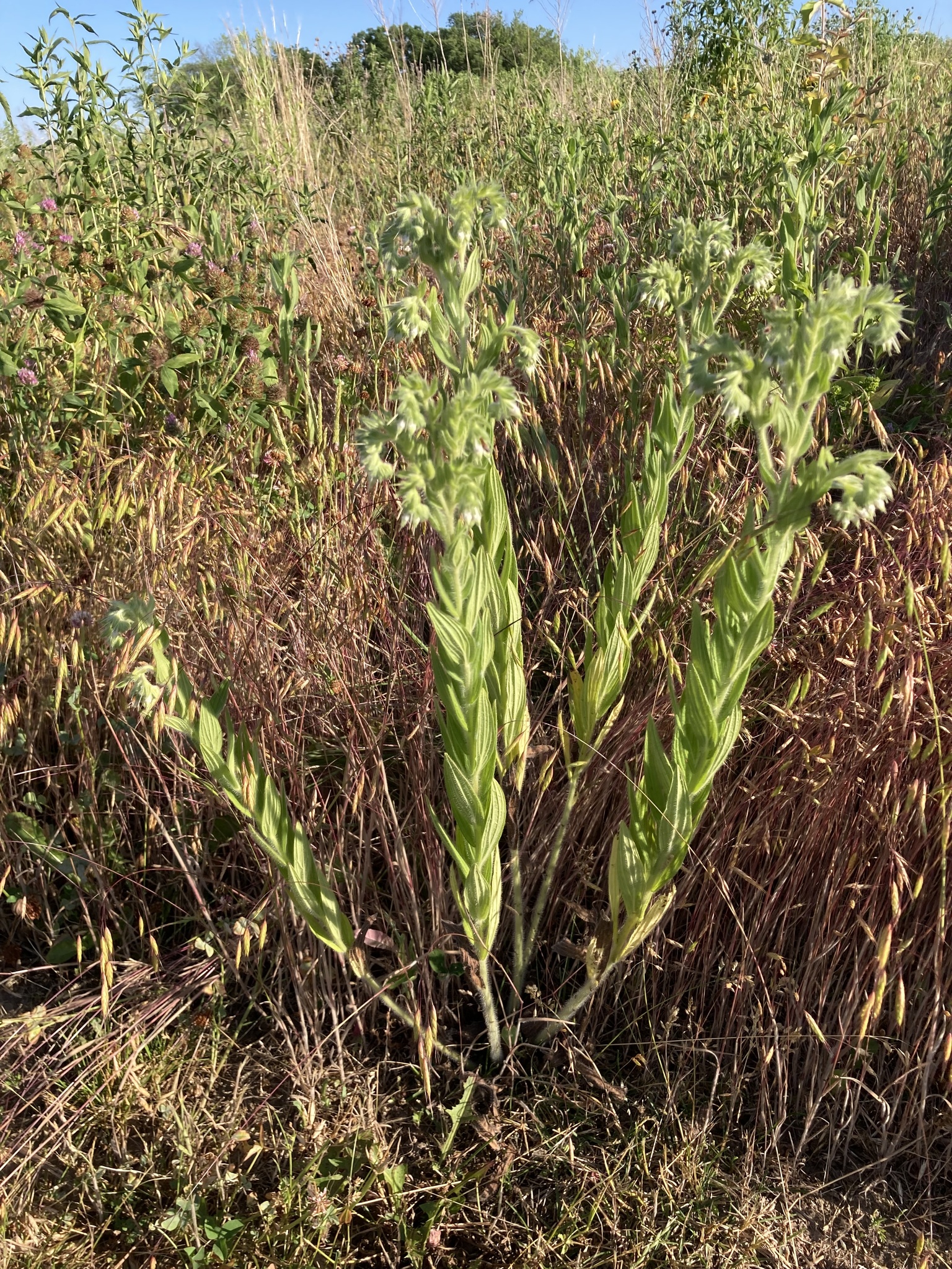 Lithospermum parviflorum Weakley, Witsell & D.Estes