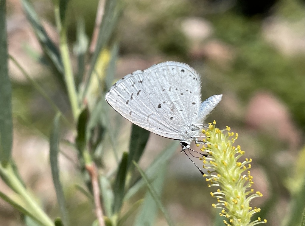 Hops Azure in June 2021 by christian_nunes · iNaturalist