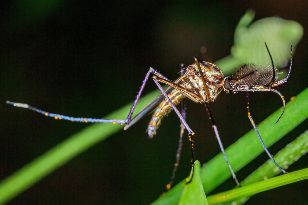 Elephant Mosquito from Montgomery County, TX, USA on June 16, 2021 at ...