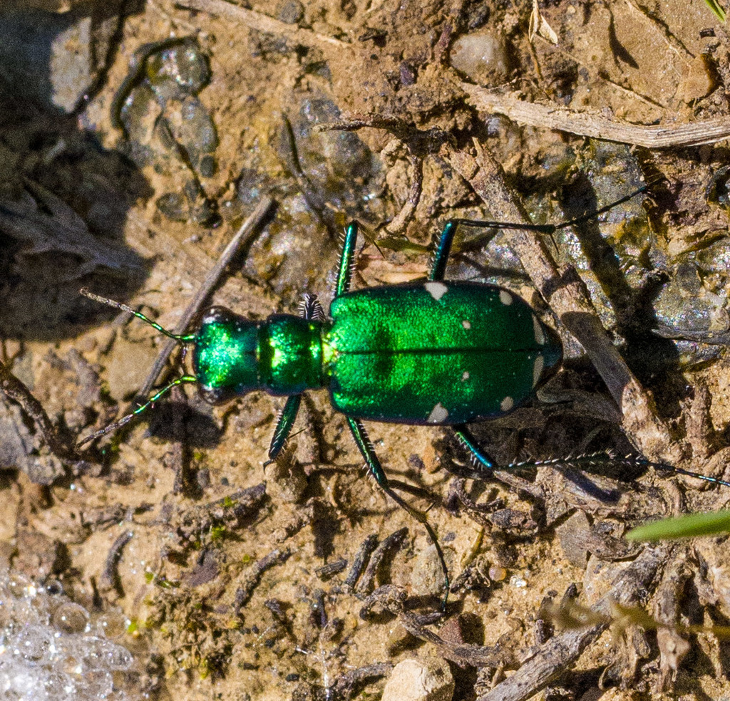Six-spotted Tiger Beetle from Richland County, OH, USA on June 05, 2021 ...