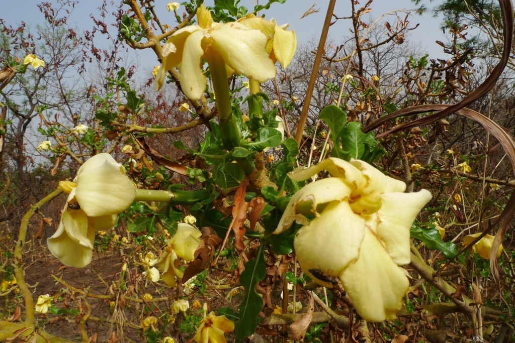 powderbark gardenia from Nafégué on February 9, 2009 by Jakob Fahr ...
