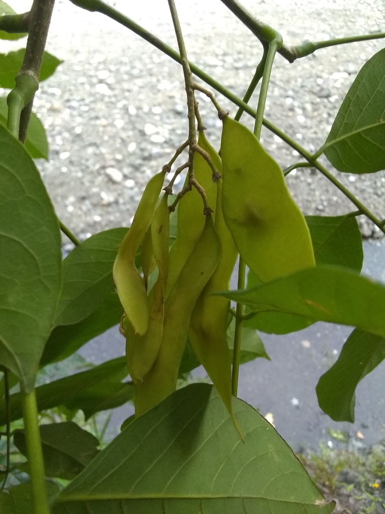 Cabbage bark from Jérémie, HT-GR, HT on June 13, 2021 at 03:51 PM by ...