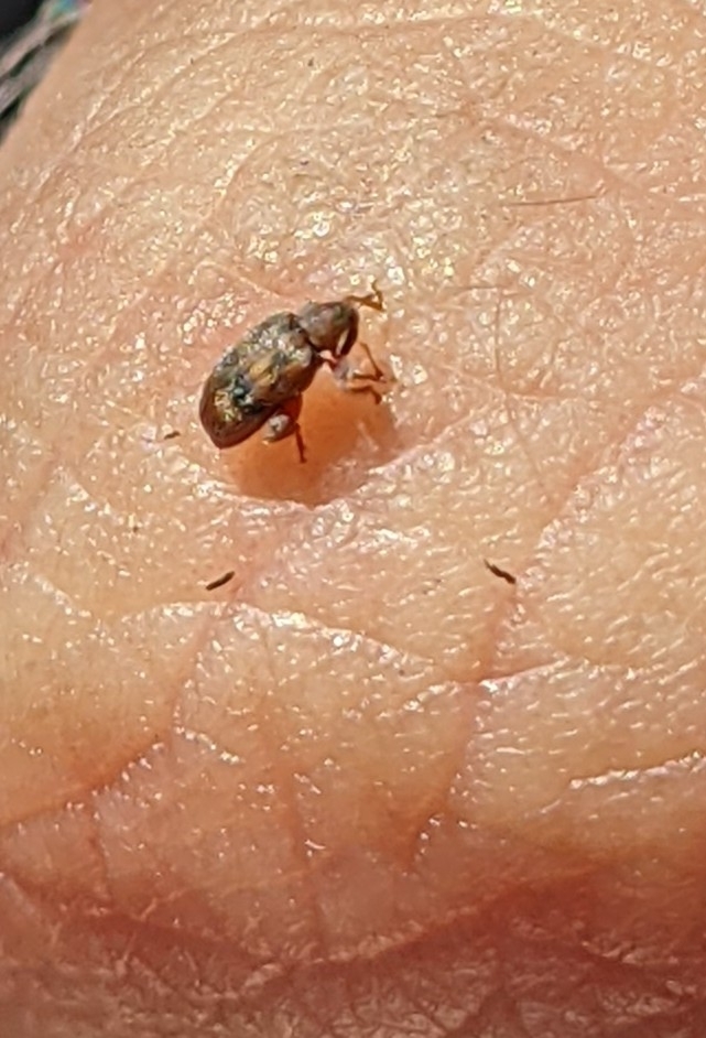 European Elm Flea Weevil from Kingman County, US-KS, US on June 16 ...