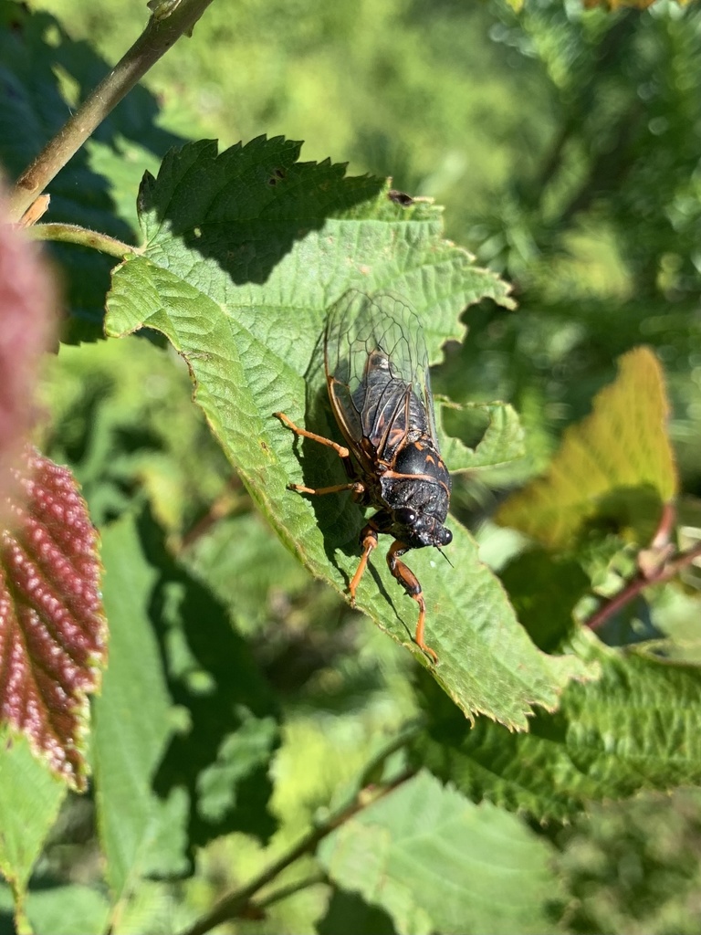 Say's Cicada from Treehaven UWSP, Gleason, WI, US on June 16, 2021 at ...